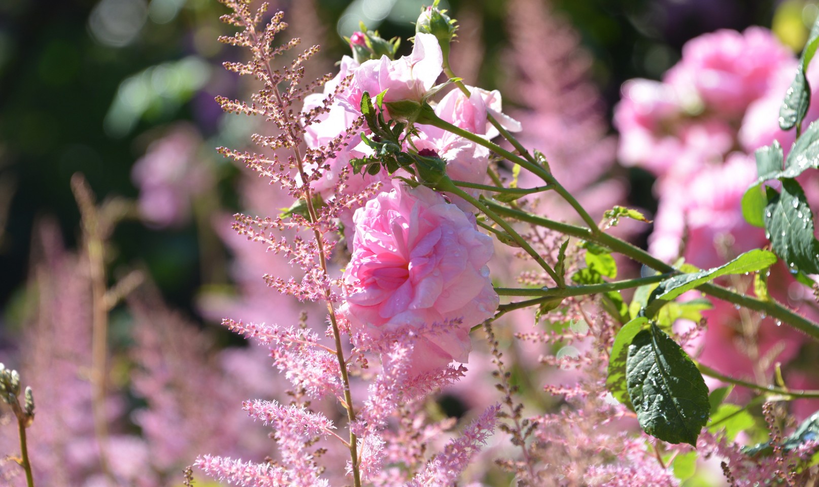 The Butchart Gardens – Victoria, Canada – Rose Garden