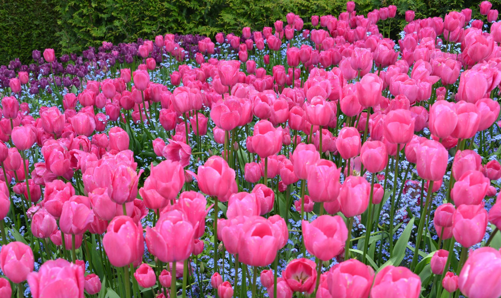 The Butchart Gardens – Victoria, Canada – Visiting in the Spring