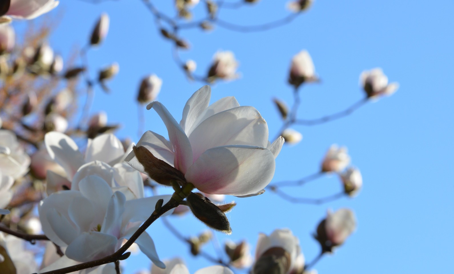 The Butchart Gardens – Victoria, Canada – Visiting in the Spring