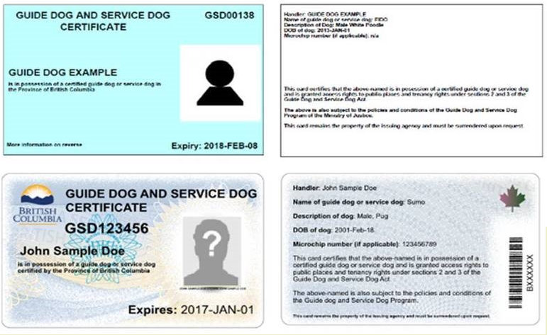 Bc As Service Dog