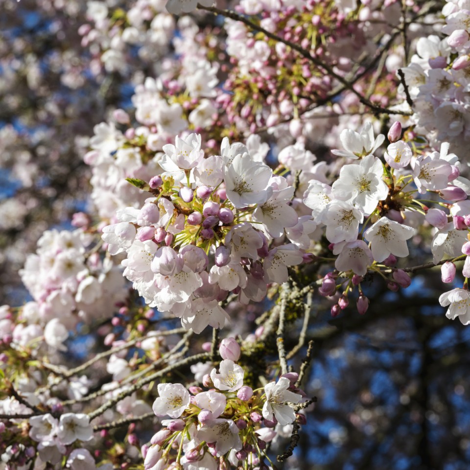 The Butchart Gardens – Victoria, Canada – Visiting in the Spring