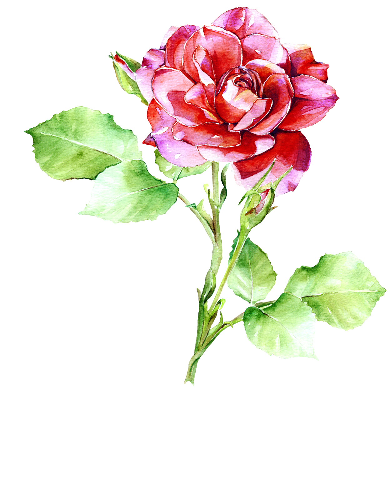 The Butchart Gardens – Victoria, Canada – Rose Garden