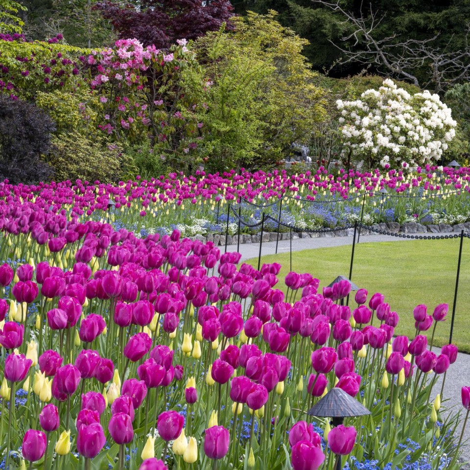The Butchart Gardens – Victoria, Canada – Visiting in the Spring