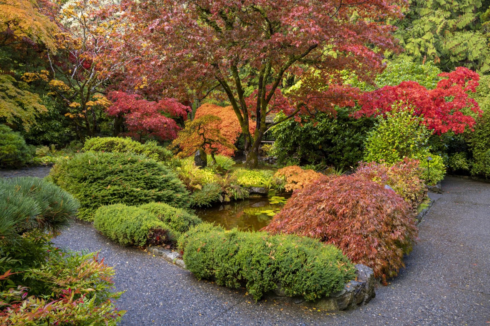 What's in Bloom? November Garden Report - The Butchart Gardens