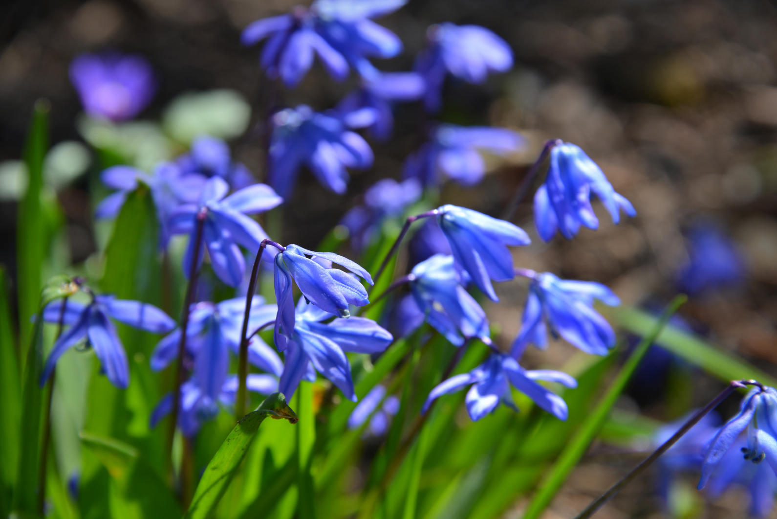 Spring Gardens Insights 2024 - The Butchart Gardens