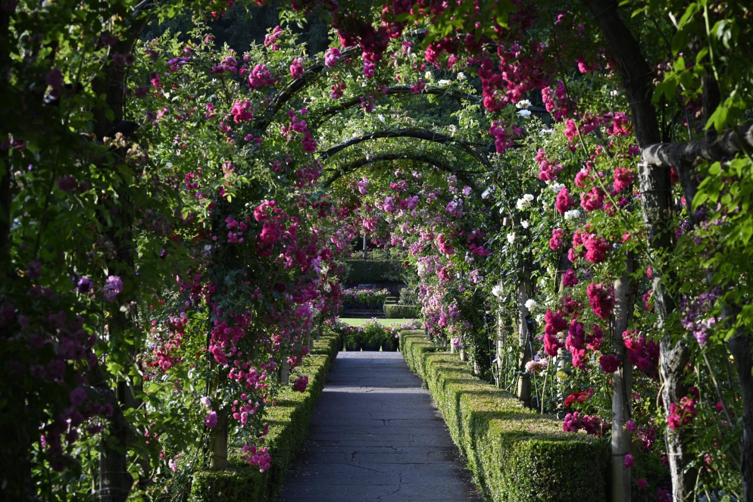 Rose Garden - The Butchart Gardens