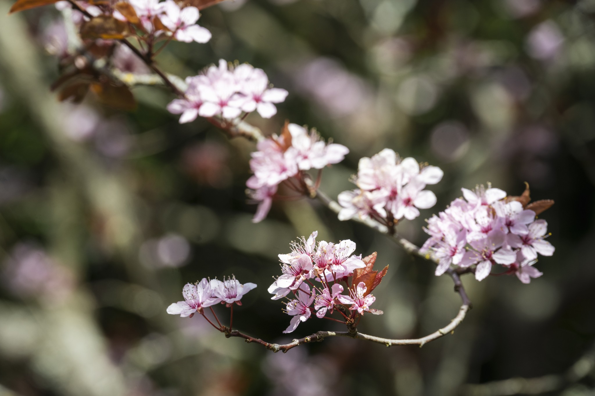 What’s in Bloom? March Garden Report 2023 - The Butchart Gardens