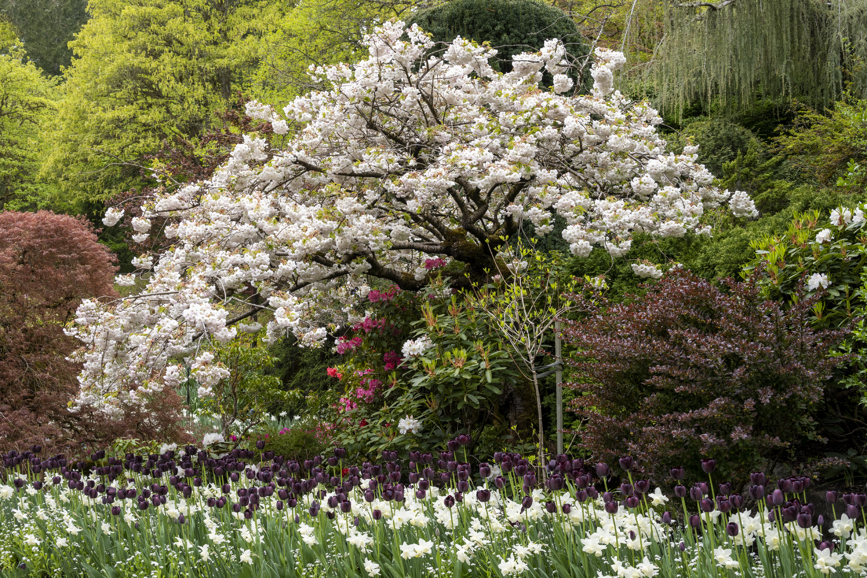 Spring Garden Insights 2023 - The Butchart Gardens