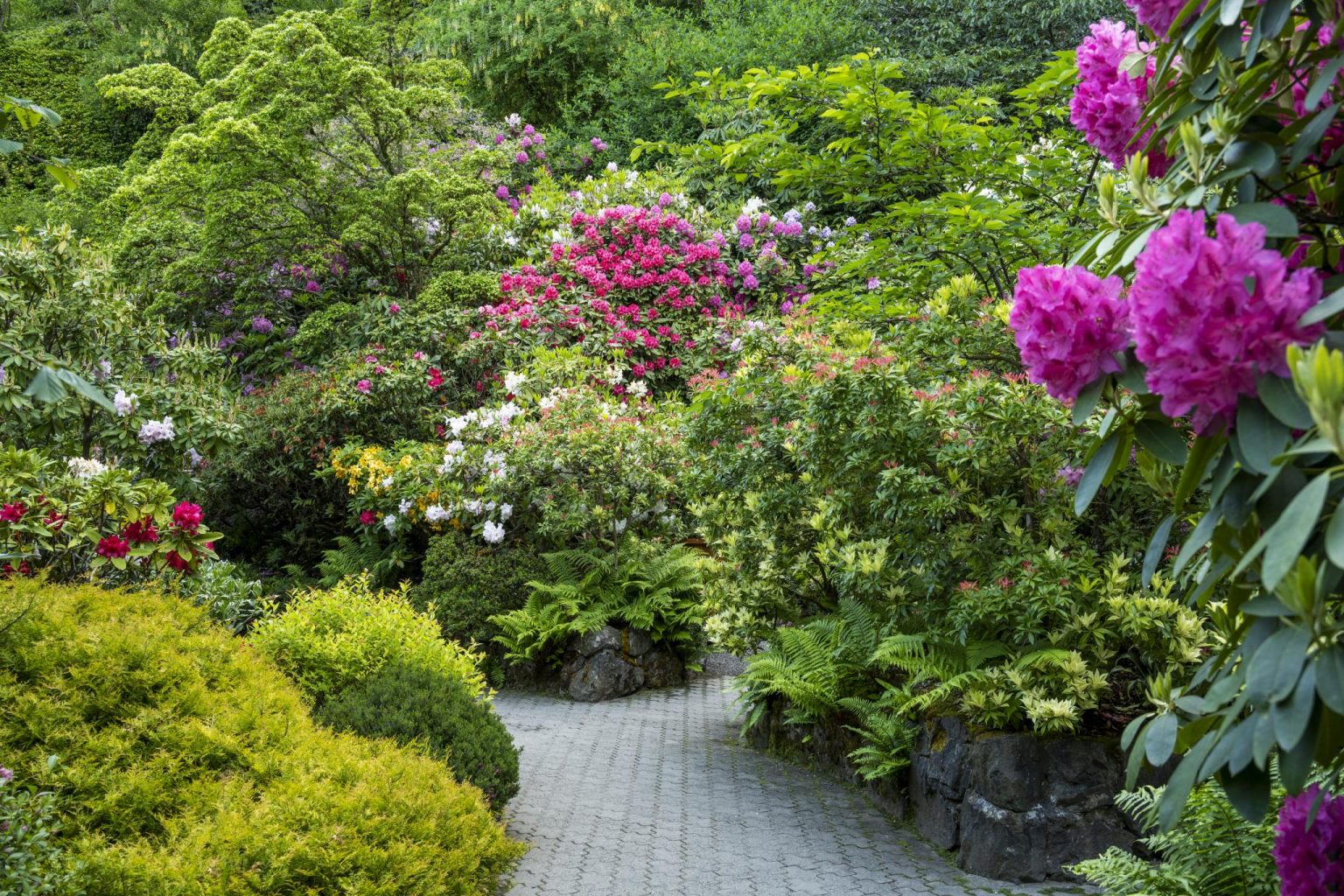 What’s in Bloom? June Garden Report - The Butchart Gardens