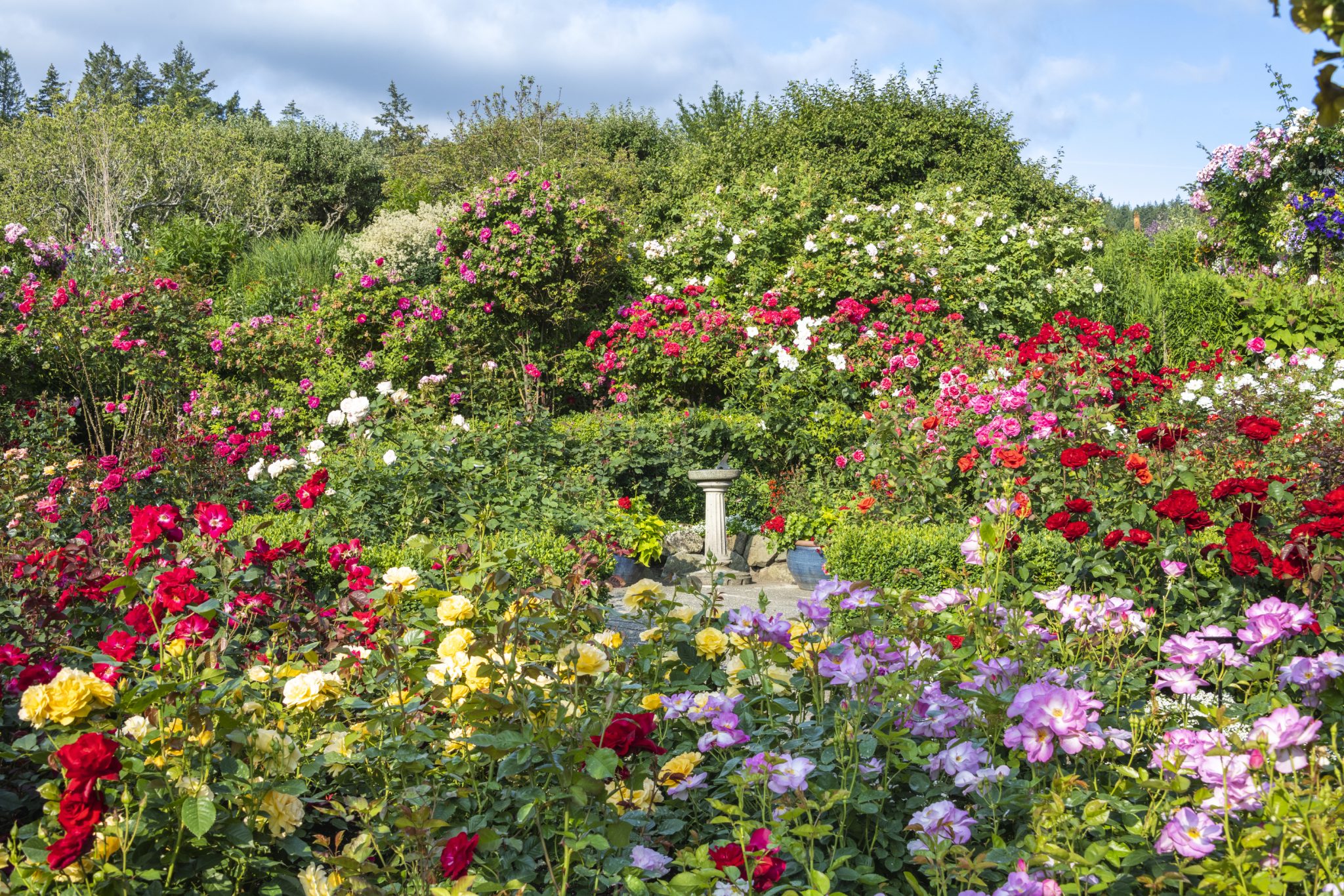 Rose Garden - The Butchart Gardens