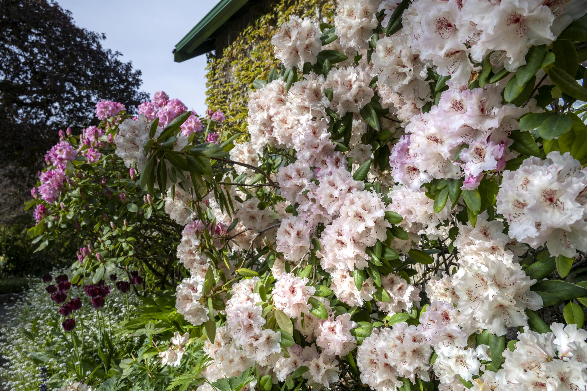 Spring - The Butchart Gardens