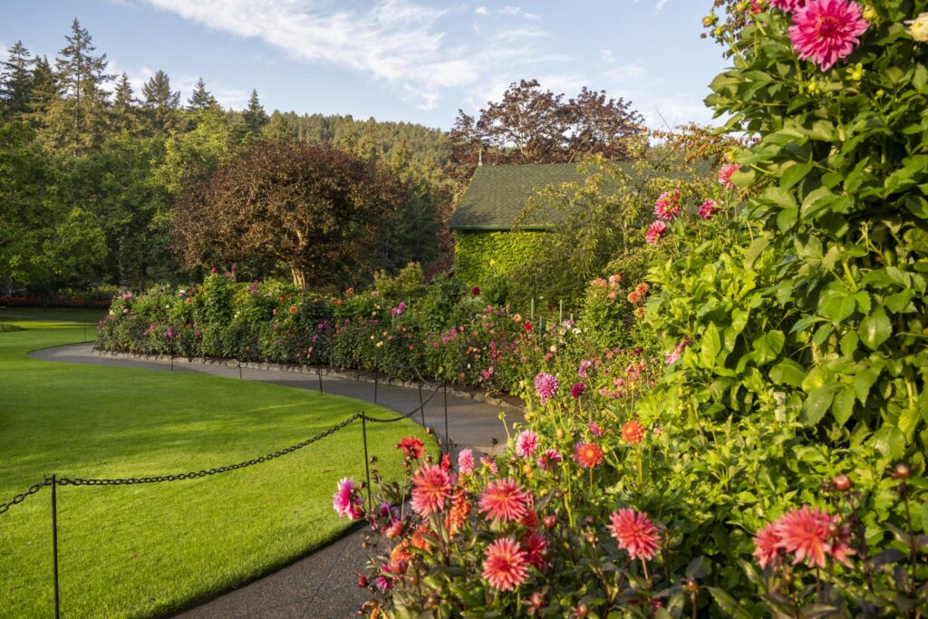 What's in Bloom? November Garden Report - The Butchart Gardens