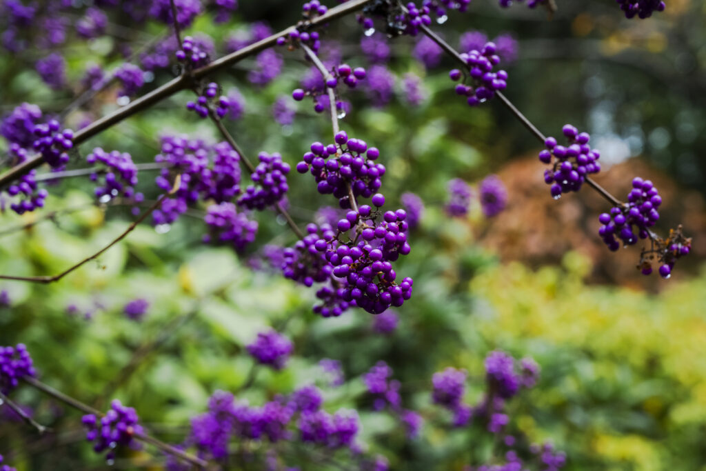 What's in Bloom? November Garden Report - The Butchart Gardens