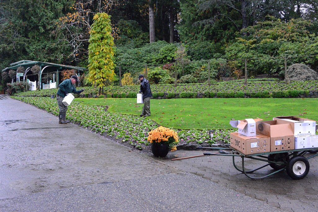 What's in Bloom? November Garden Report - The Butchart Gardens