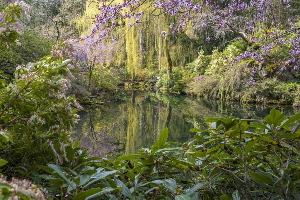 What's in Bloom Now? April Garden Update - The Butchart Gardens