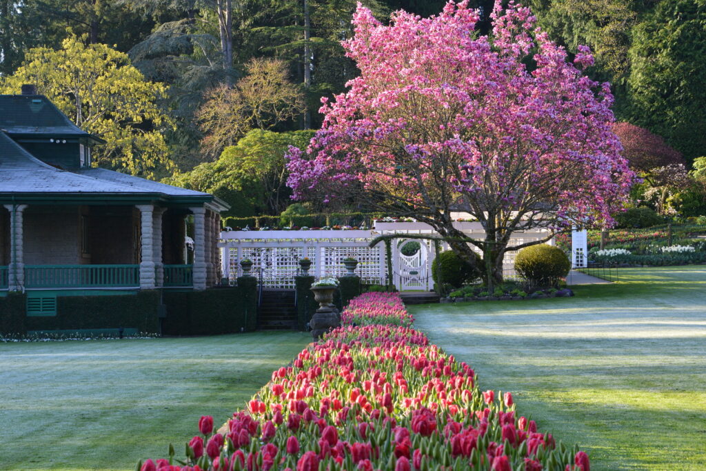 What's in Bloom Now? April Garden Update - The Butchart Gardens