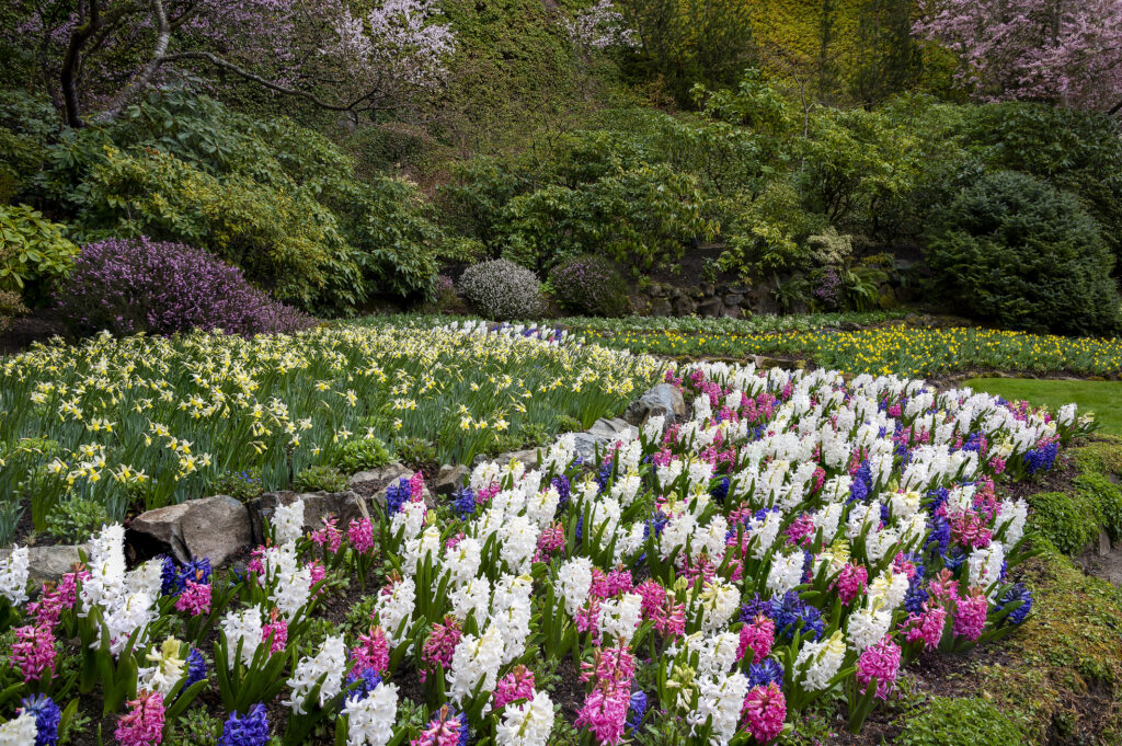 What's in Bloom Now? April Garden Update - The Butchart Gardens