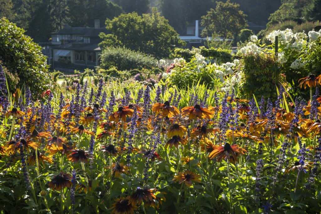 What's in Bloom? September Garden Report - The Butchart Gardens