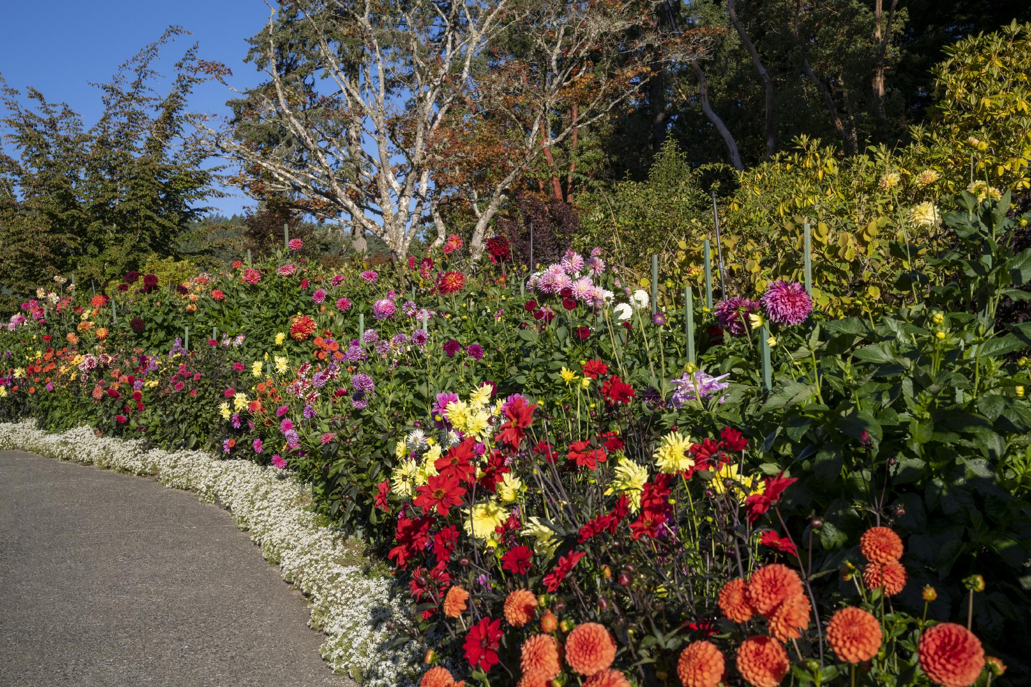 What's in Bloom? September Garden Report - The Butchart Gardens