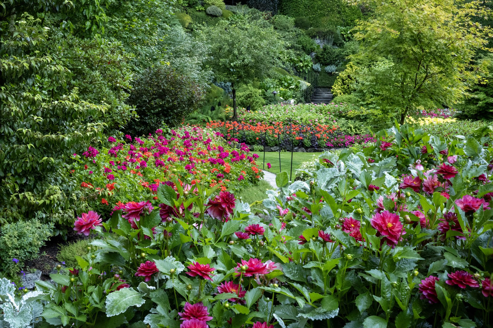 Summer Gardens Insights 2024 - The Butchart Gardens