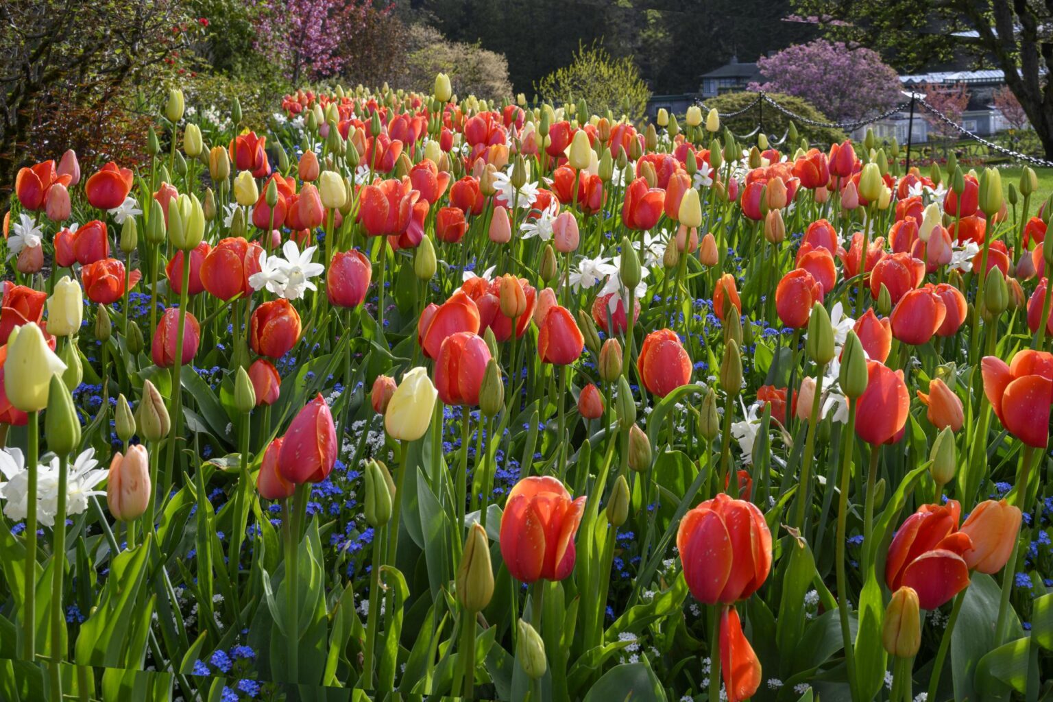 Aperçus sur les jardins de printemps 2025 - The Butchart Gardens